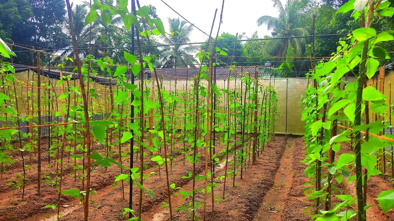 නෙට් හවුස් එකේ මෑ වගාව | Gannoruwa A9 Long Beans Farm - YouTube