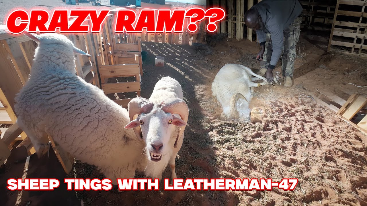 The Bamming Ram?? new addition to the off-grid homestead livestock ...