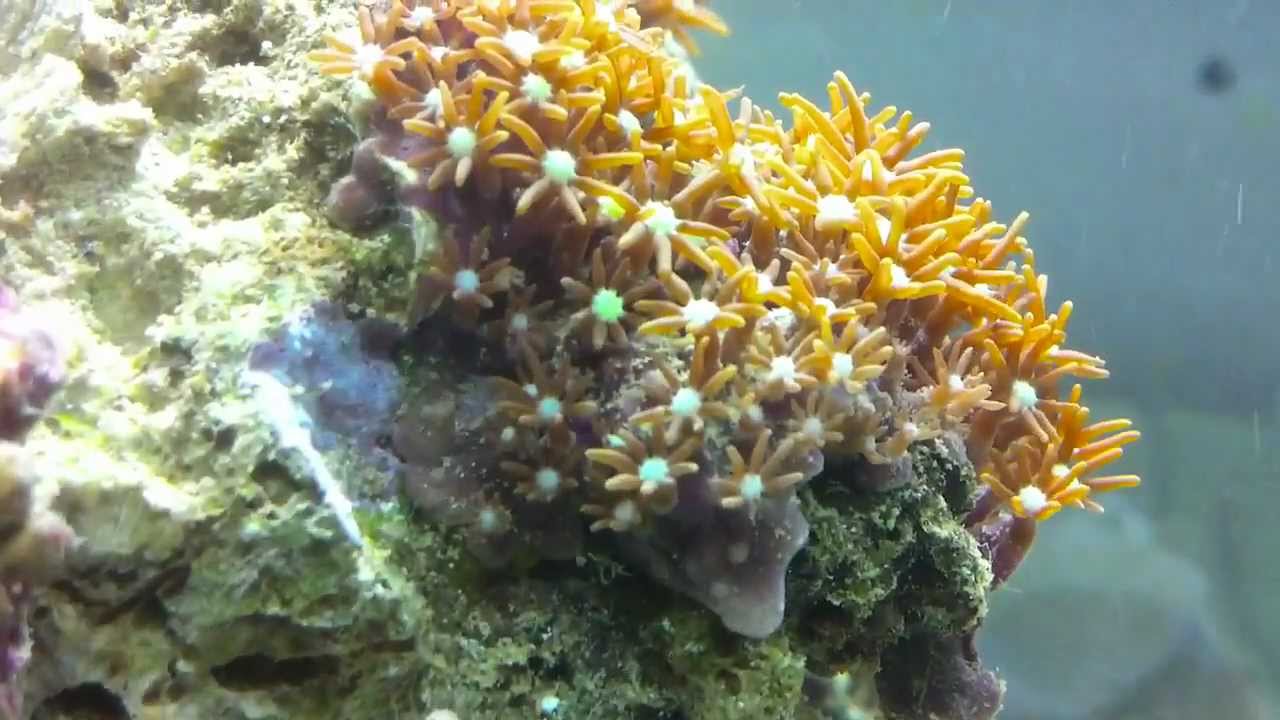 Nano Reef Aquarium in Stunning HD - YouTube
