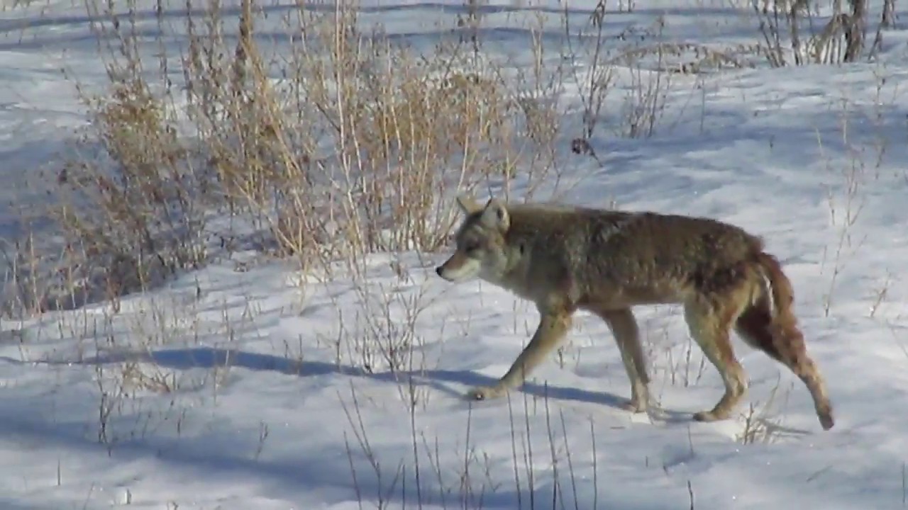 Coyote Video 1 - Coyote Makes a Surprise Move! - YouTube