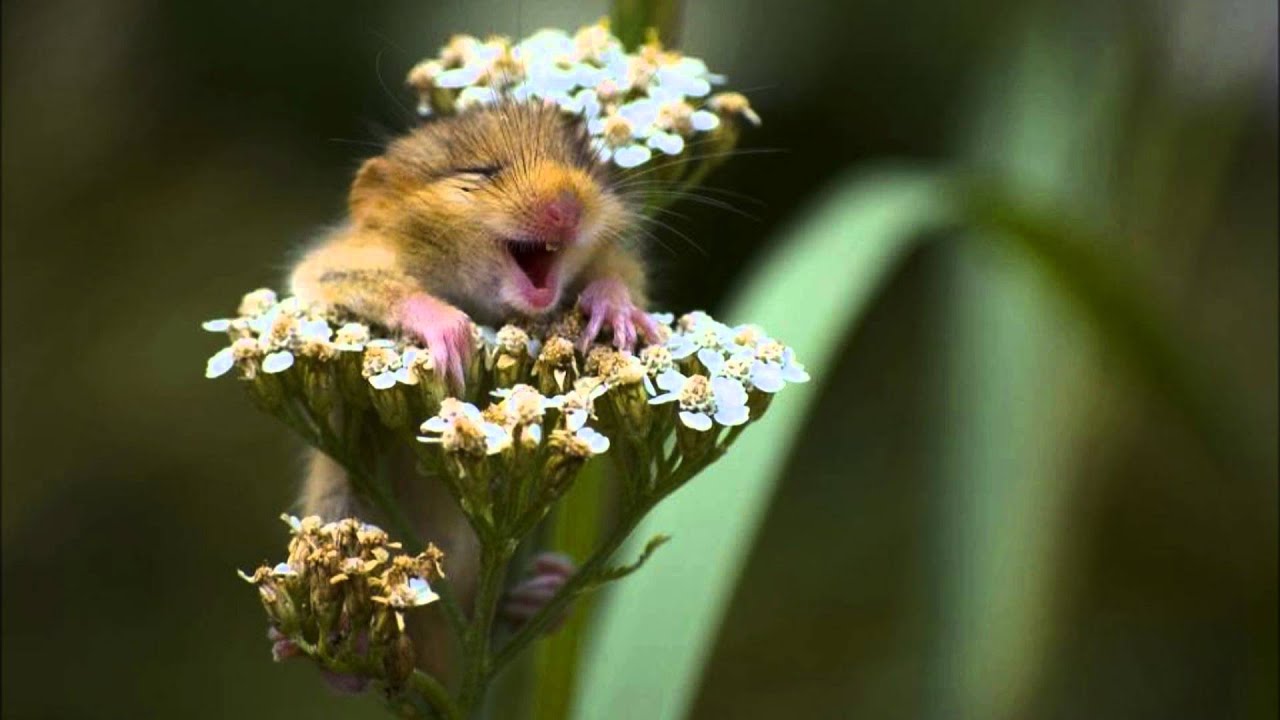 Magnetic Fields - Absolutely Cuckoo - YouTube