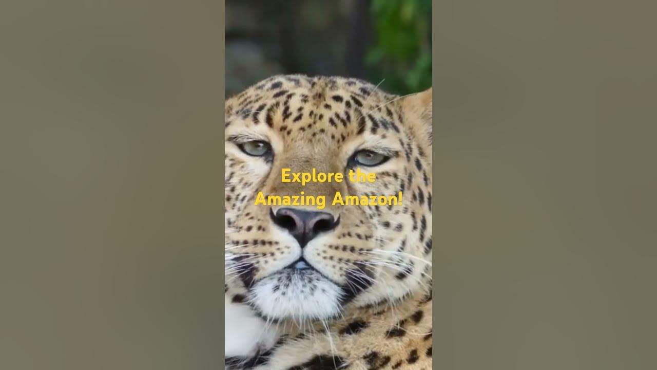 A Relaxing Adventure Through the Amazon Rainforest - YouTube