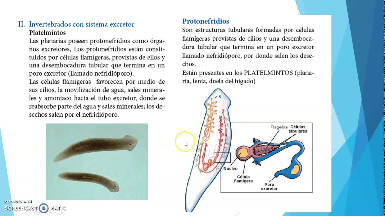SISTEMA EXCRETOR EN LOS ANIMALES - YouTube