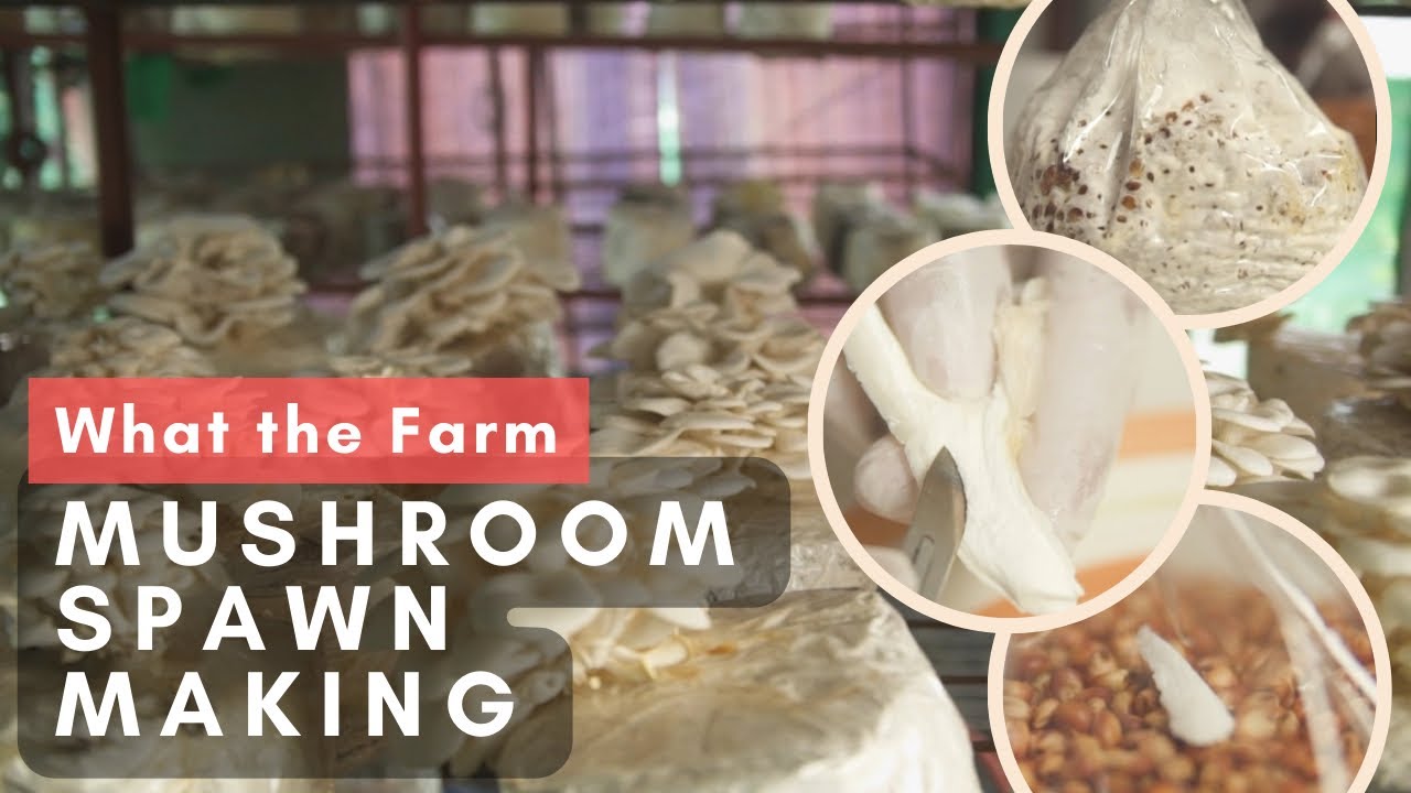 Mushroom Spawn Creation by What the Farm - YouTube