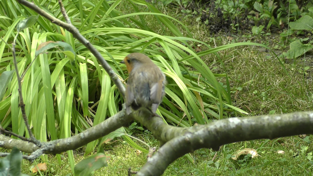 share Scruffy Robin bird in Cambridge UK 16jul19 206p - YouTube