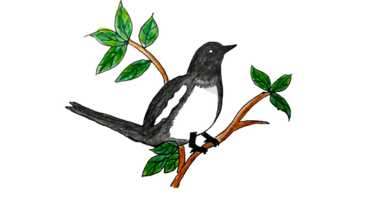 How to draw Duel (Wagtail) with colour pencil | step by step | - YouTube