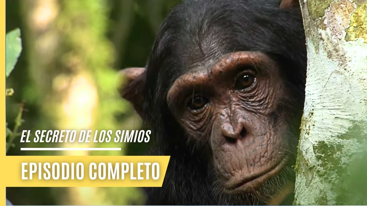 El secreto de los simios -¿Tienen los grandes simios su propia cultura ...