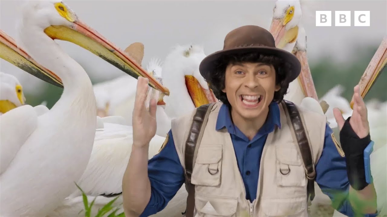 Andy and the Pelicans | Aquatic Adventures | Andy's Amazing Adventures ...