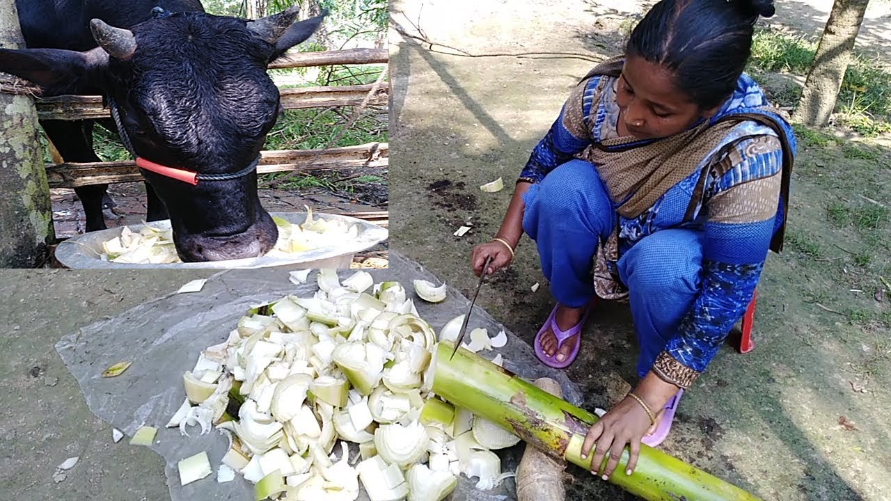 Cow Food | Banana Tree Preparing For Cow Food By Beautiful Girl - YouTube