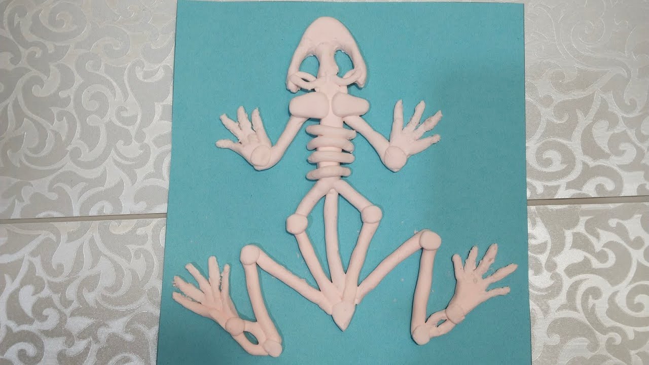 how to make a skeleton of frog - YouTube