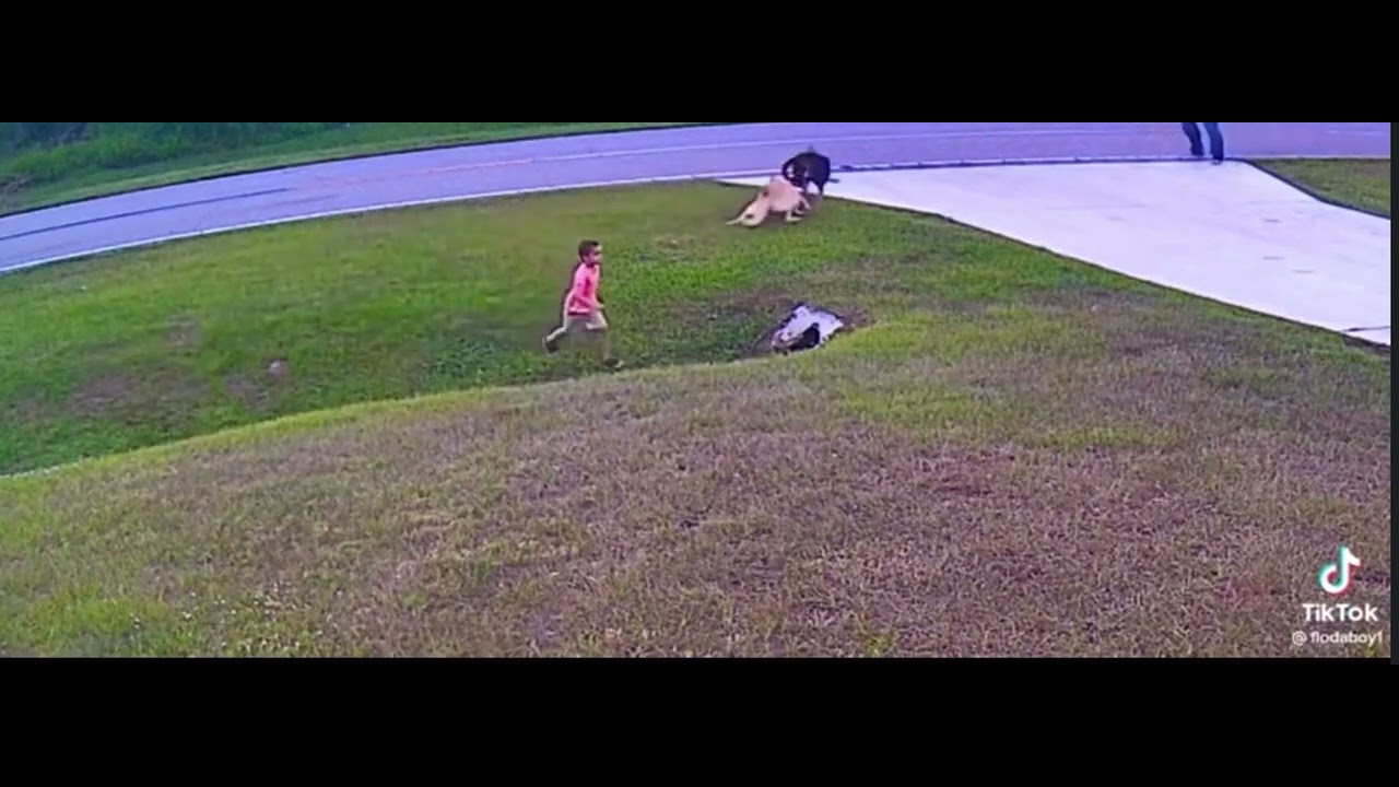 Dog saves little kid - YouTube