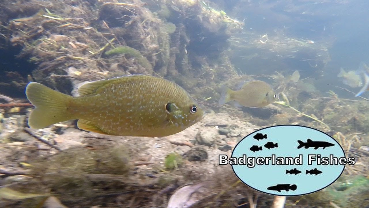 Serene Creek Fishing for Sunfish in Wisconsin! - YouTube