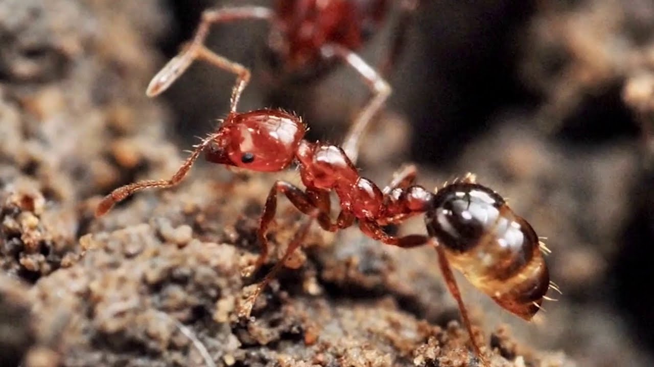 Quarantine issued for invasive fire ants in Southern Virginia - YouTube