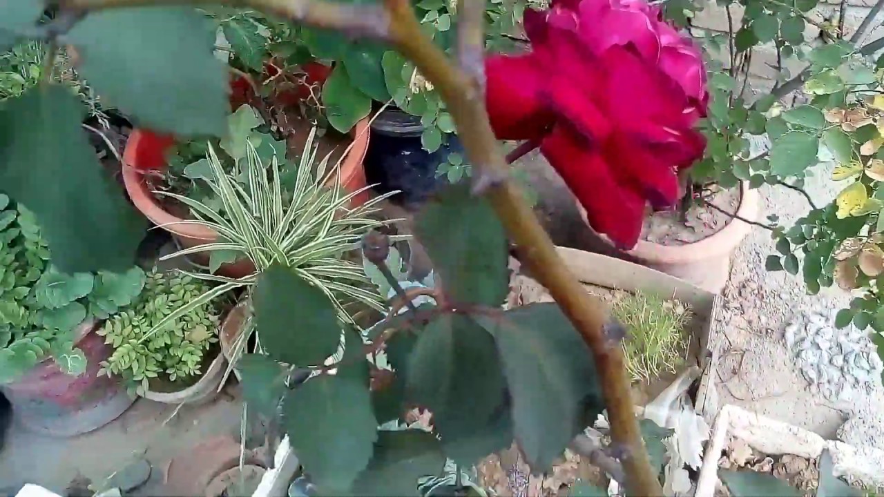 Gulab ki growth l kalam l pyaz or gajar k phool - YouTube