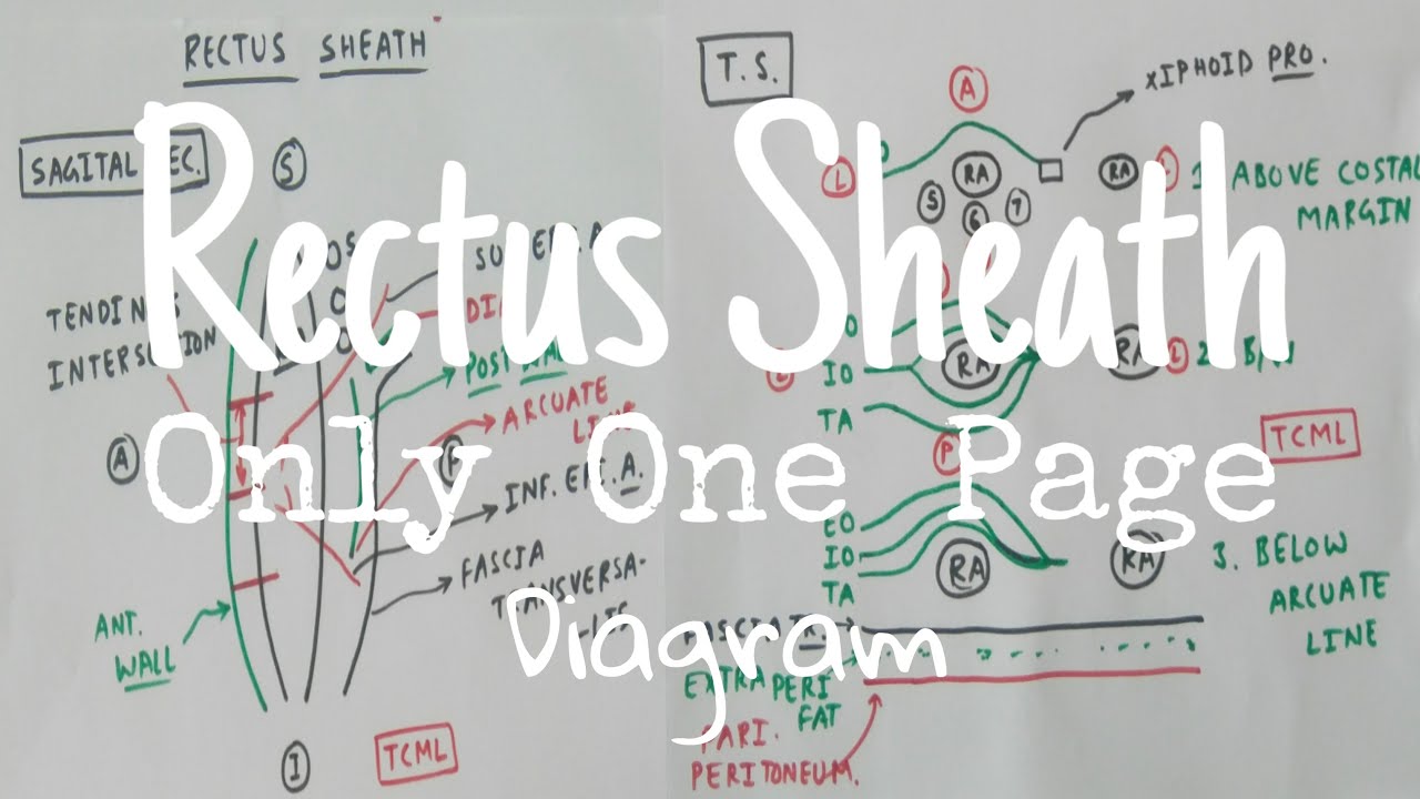 Rectus Sheath Anatomy | Part 3 | Diagram | Anterior Abdominal Wall ...
