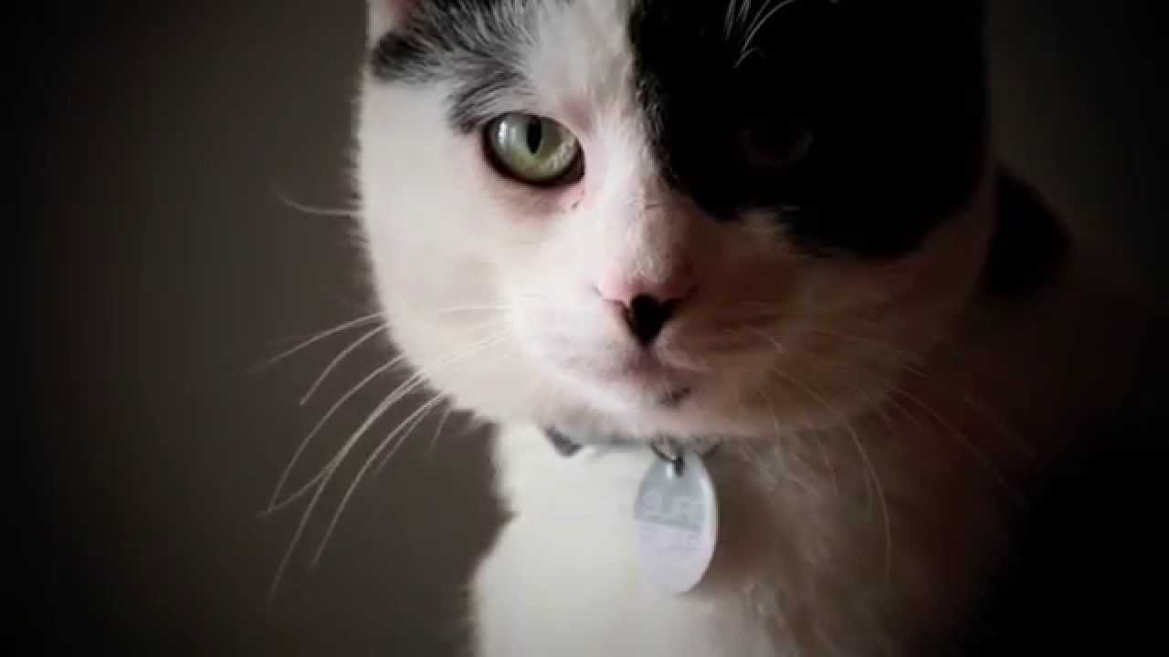 kasimiro gatto funny killer cat - YouTube