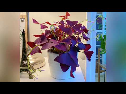 OXALIS TRIANGULARIS (TIME-LAPSE) WAKING UP - YouTube