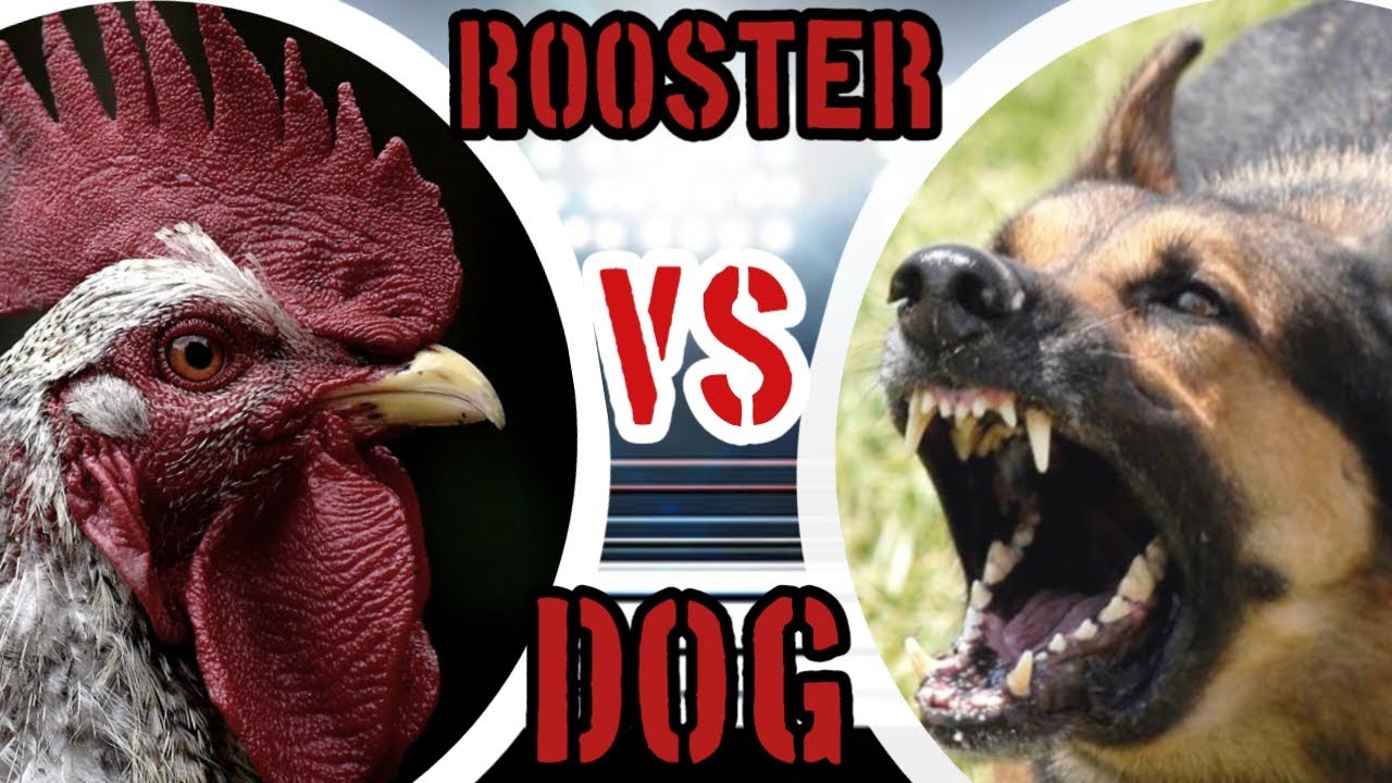 DOG vs ROOSTER - YouTube