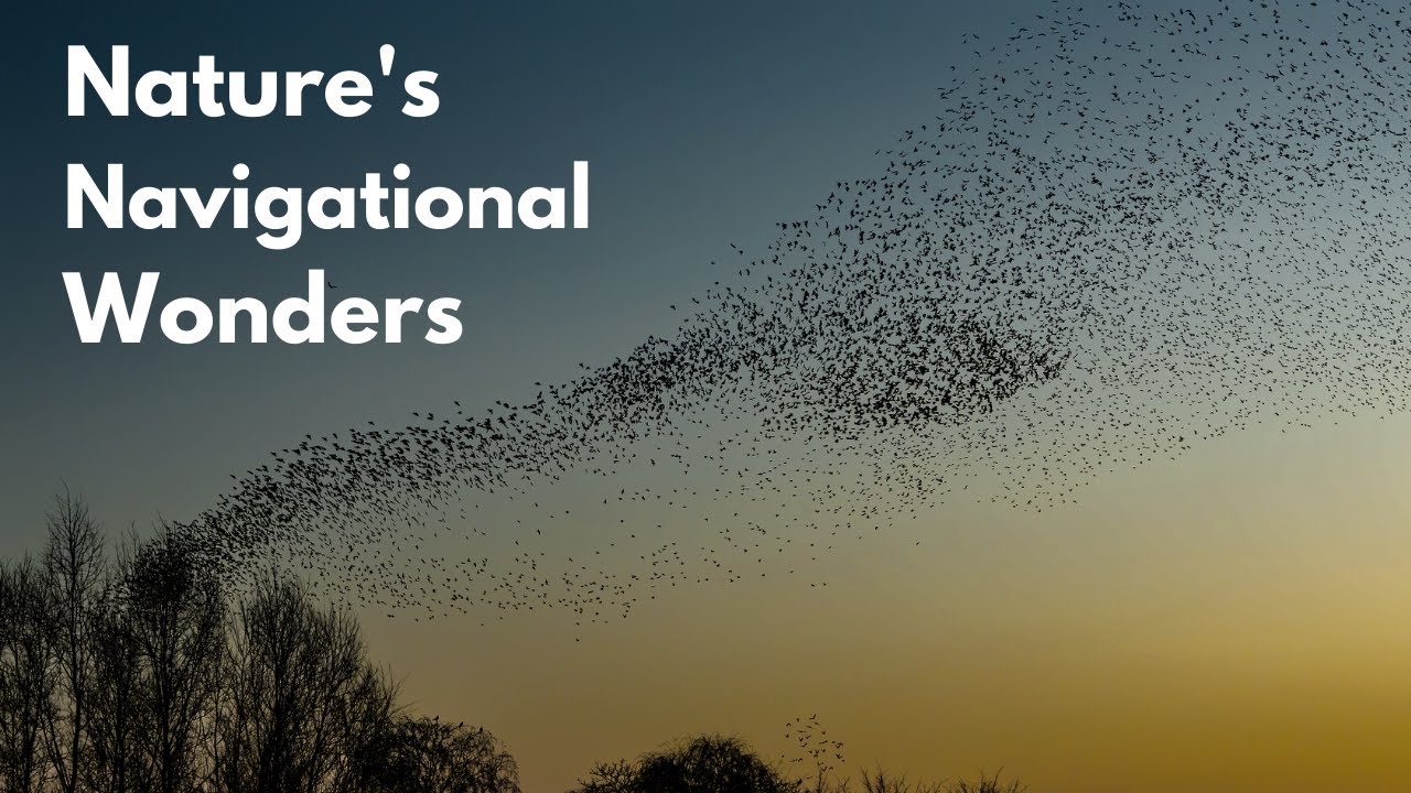 How Animals Use the Earth's Magnetic Field for Navigation - YouTube