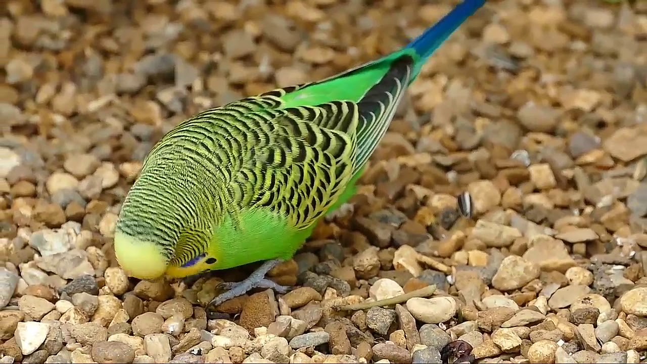 Pakshi nature beauty - YouTube