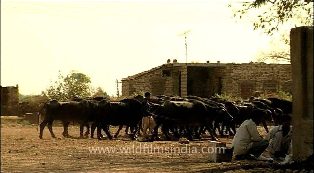 Buffalo grazing in rural India - YouTube