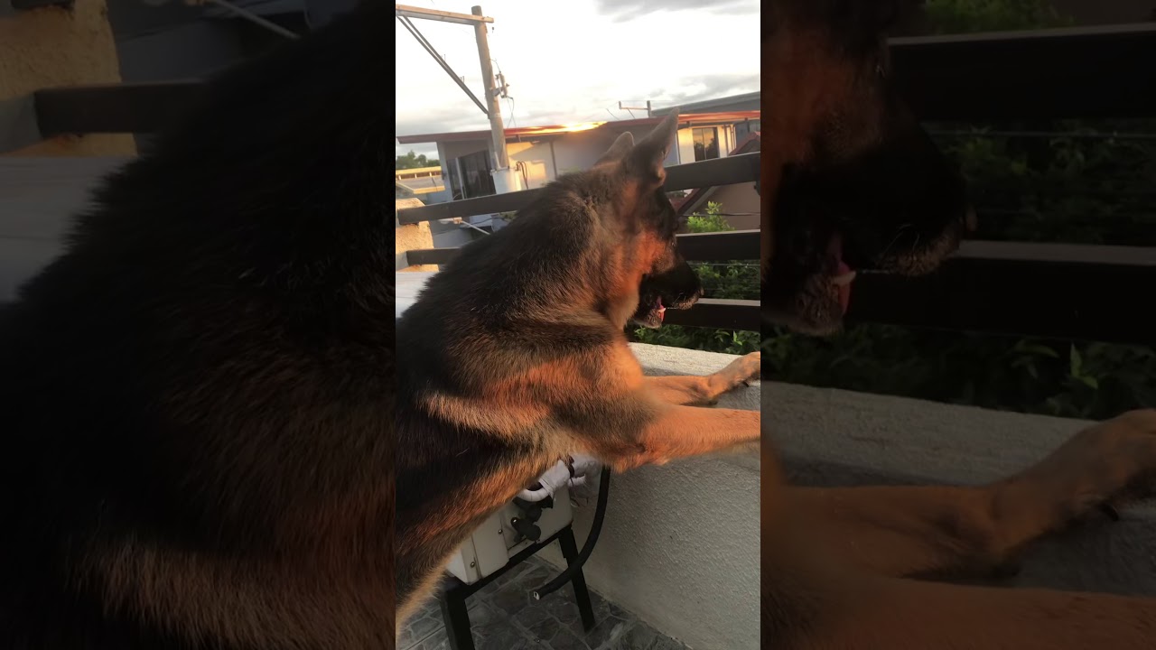 German shepherd spying on his neighbor with raised hackles - YouTube