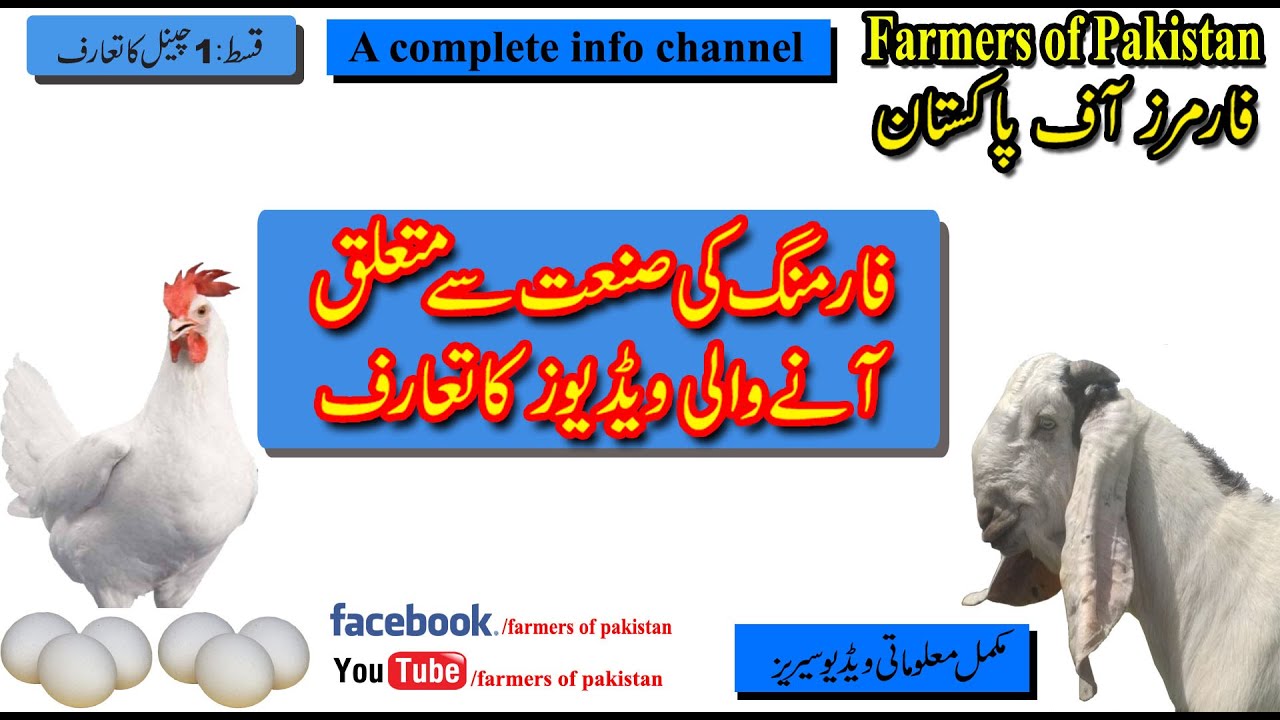 Poultry farming/ Hen farming in Pakistan introduction - YouTube