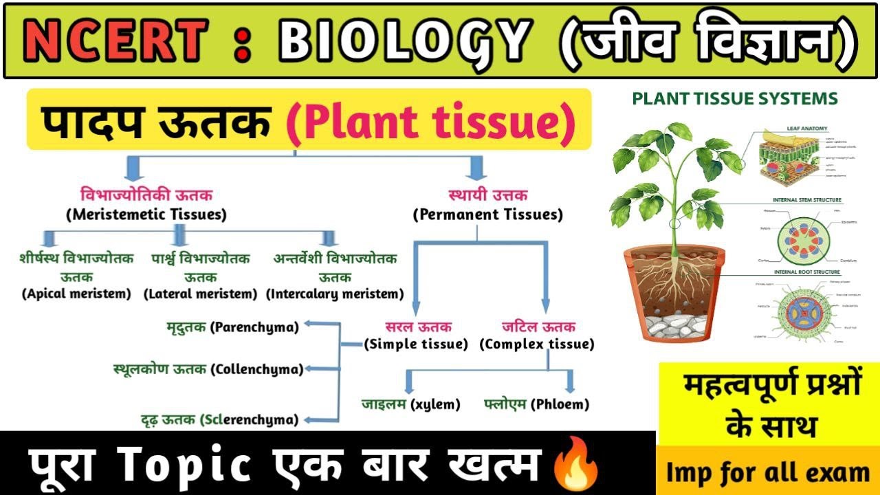 पादप ऊतक | Plant tissue | जाइलम | फ्लोएम | Xylem | Phloyem | Biology ...