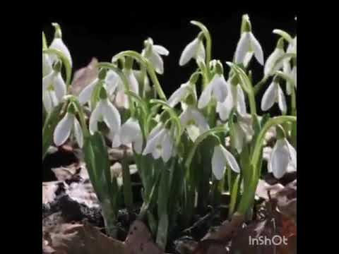 Novruz bayramınız mübarək!