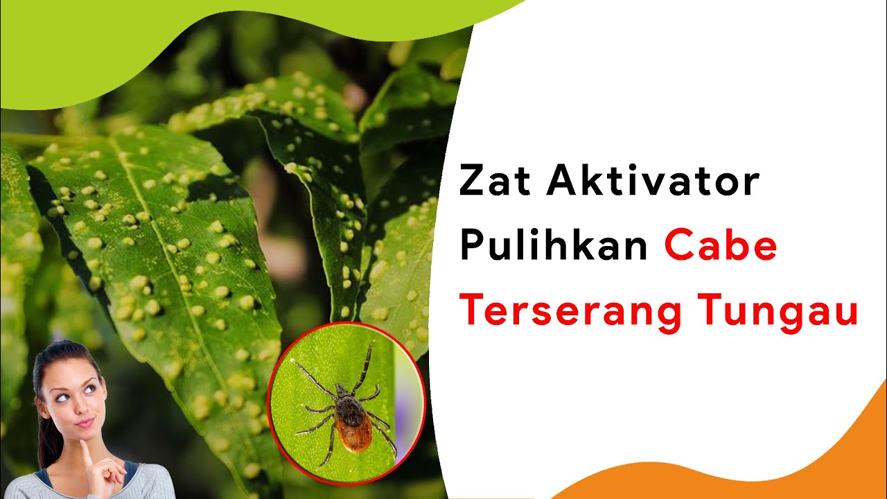 Hama Tungau Parah Cabe, Pulihkan dengan Zat Aktivator - YouTube