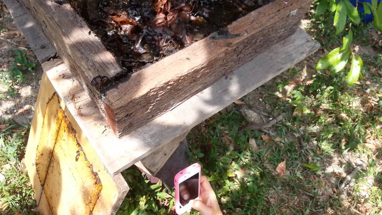stingless honey bee farming - YouTube