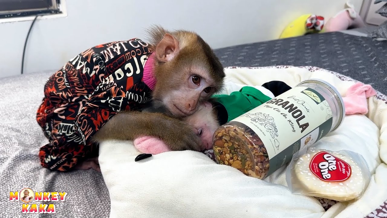 Monkey Kaka worries and protects Mit when her sees Mit is sick - YouTube