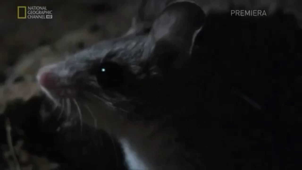 Ghost Howl for 1 Minute (Edited) - YouTube