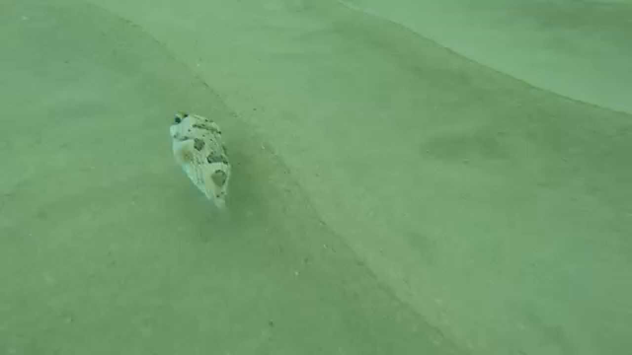 puffer fish blowing up gopro st lucia - YouTube
