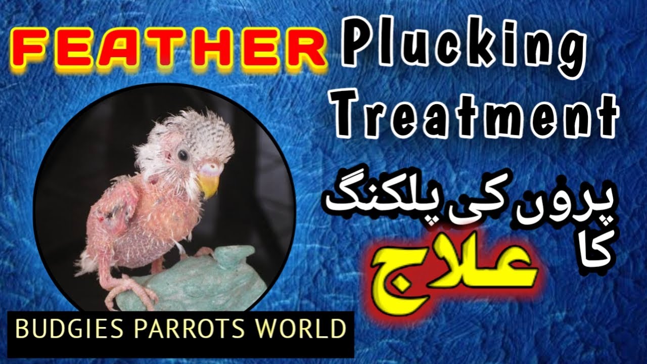 Feather Plucking treatment | Why do Parrots Pluck Feathers of there ...