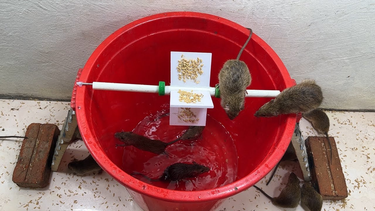 Rat video mouse traps How to make a simple and effective mouse trap ...