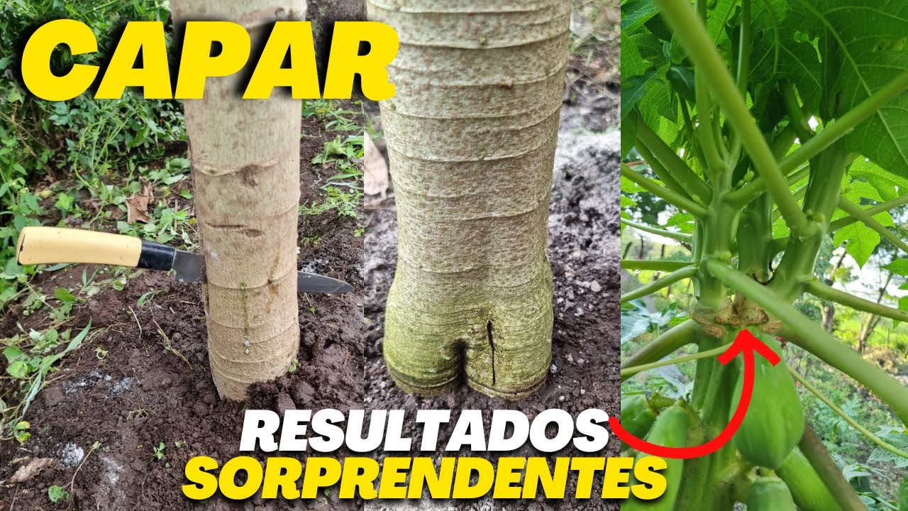 Segunda Parte Cómo CAPAR un Árbol de PAPAYA o LECHOSA para que no ...