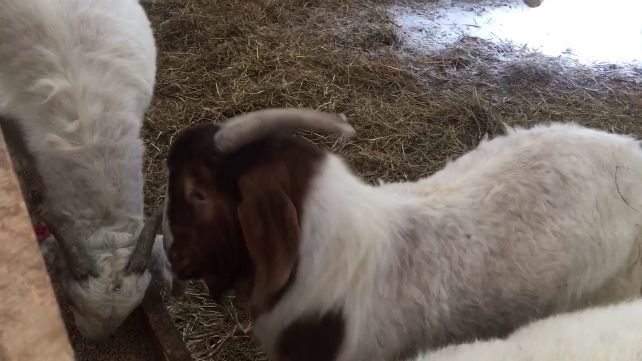 Feeding goats South Dakota blizzard 2019 - YouTube