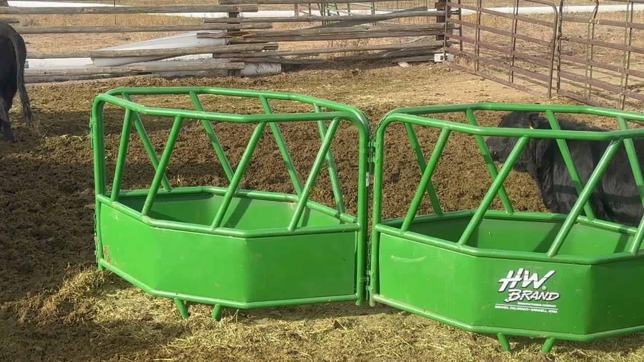 Working Cows, Vaxing, Banding, and Weaning - YouTube