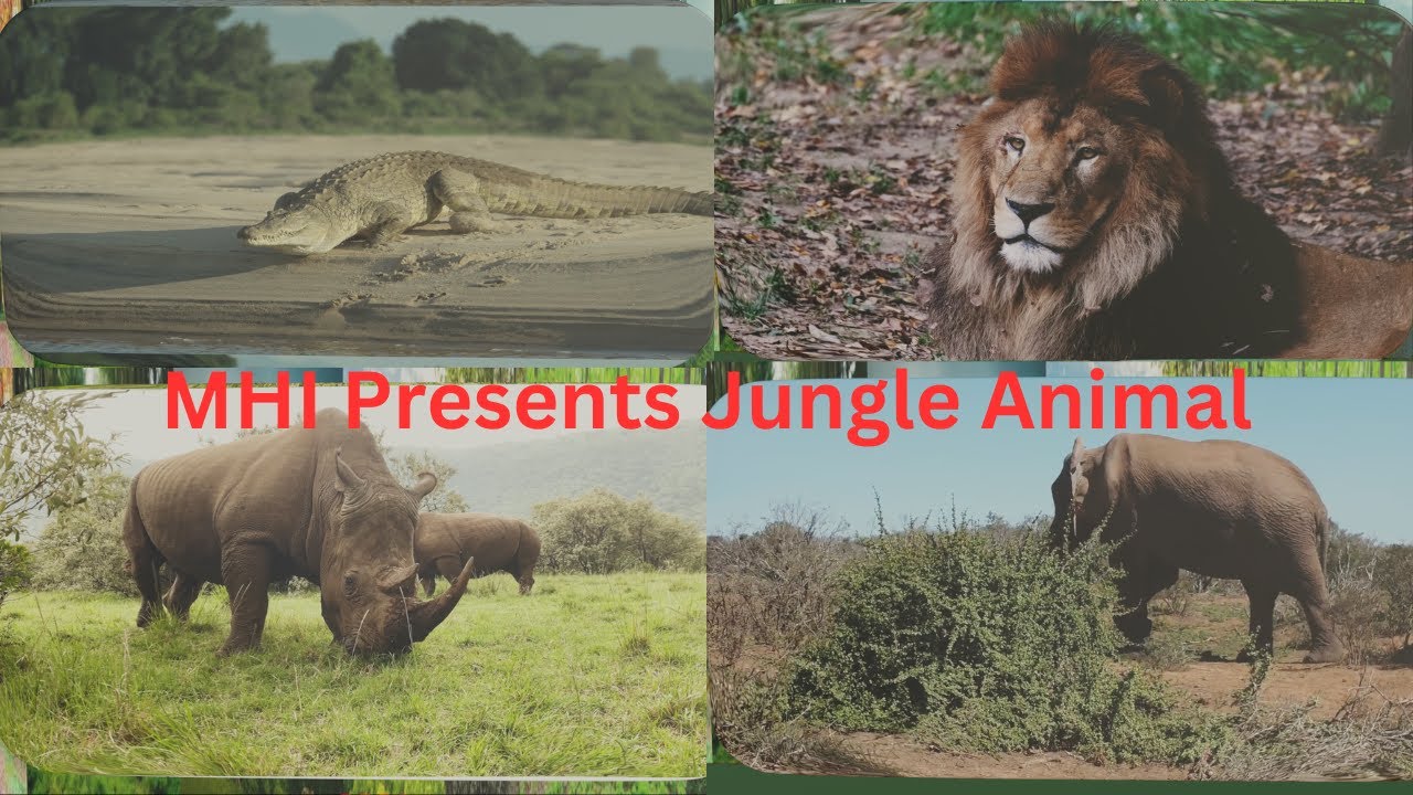 Learn Animal Names watching Animals Video for kids |fully educational ...