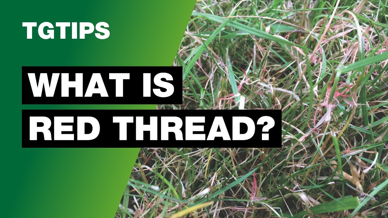 TG Tips Treating Lawn Diseases - Red Thread - YouTube