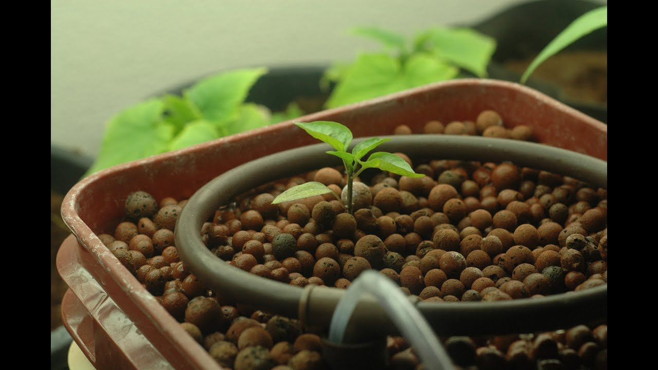 Bad Water, Dead Pepper, Lessons Learned - Growing Indoors - YouTube