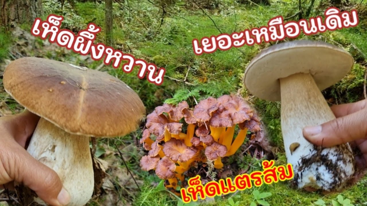 เห็ดผึ้งหวาน⁉️เห็ดแตรส้ม💯( Rödgul trumpet svamp) เยอะมากจ้า🌲💯 - YouTube