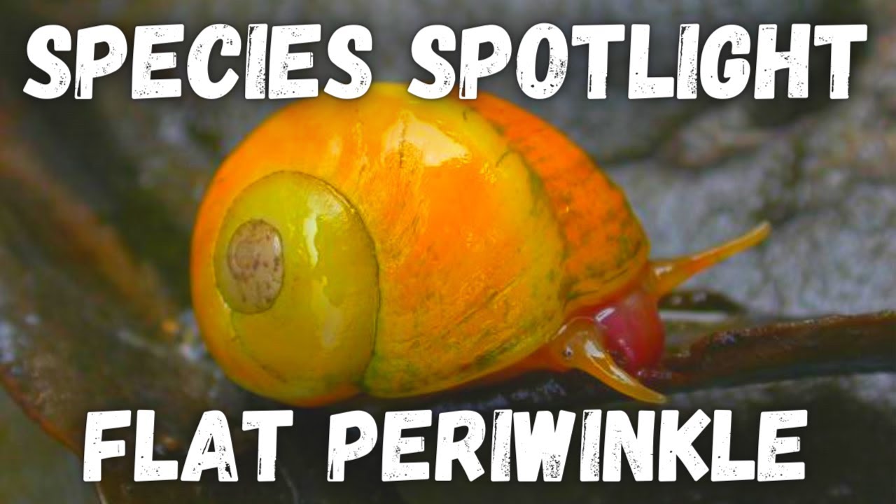 Species Spotlight - Flat Periwinkle (Littorina obtusata) - YouTube