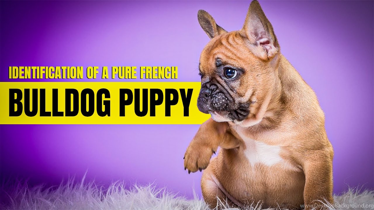 How to Identify a Pure French Bulldog Puppy | Here's How to Tell? - YouTube
