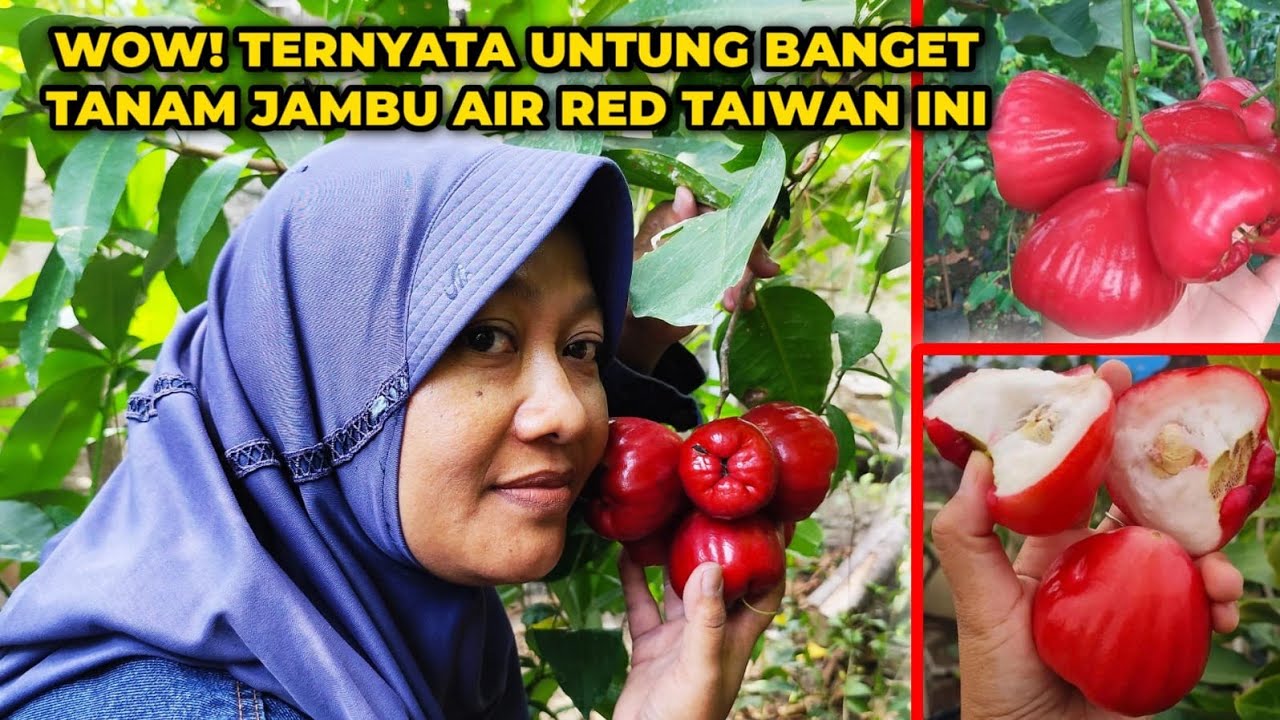 Ternyata Ini Potensi Keuntungan Jambu Air Red Taiwan yang Bikin Kamu ...