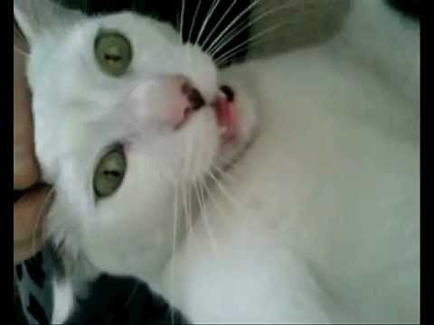 Funny and Cute Screaming CAT (the Werecat!) - YouTube
