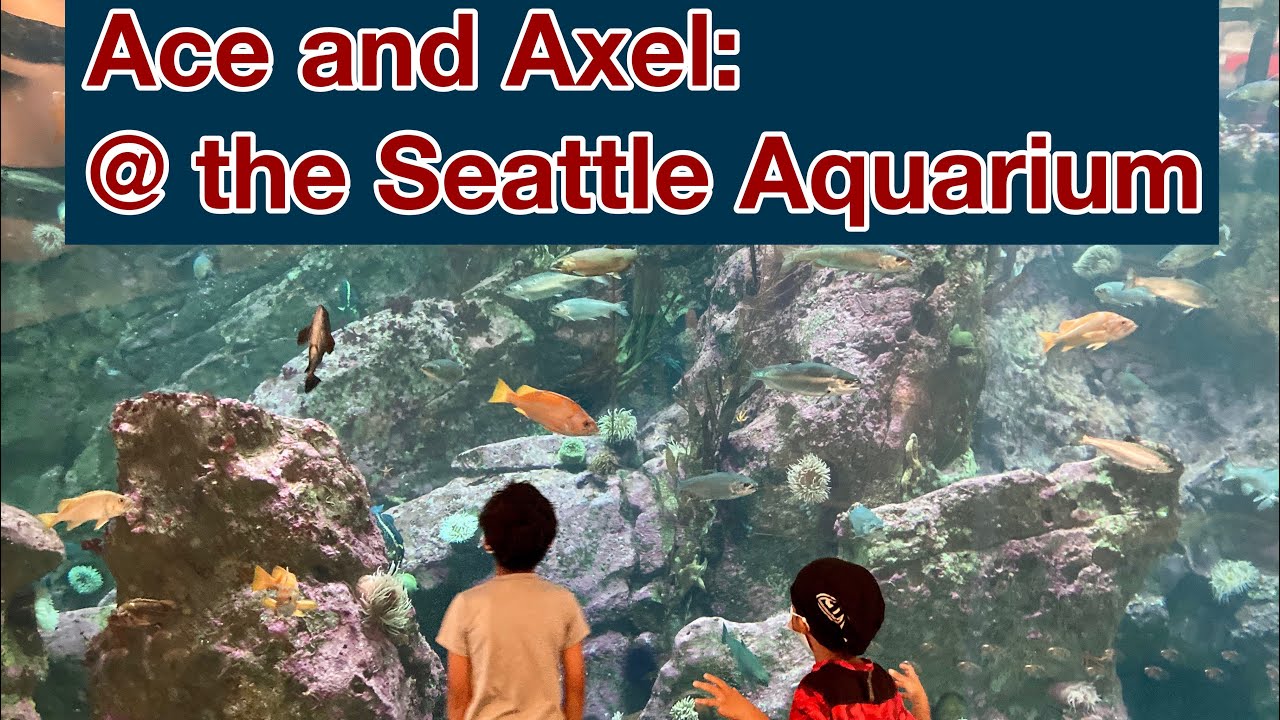 Ace and Axel: @ the Seattle Aquarium - YouTube