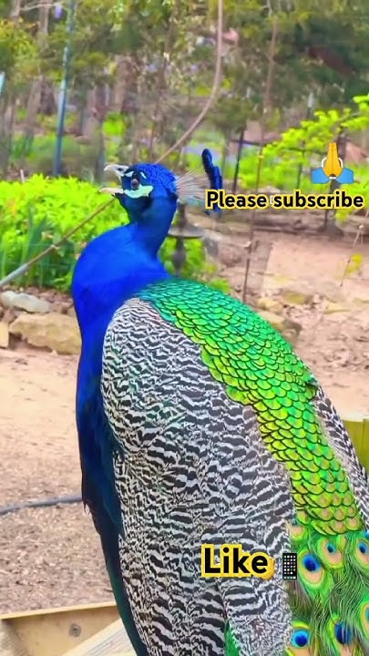 Pecock Soundpecock Dancepecocke Birdsnature Viral Trending Shorts Youtube