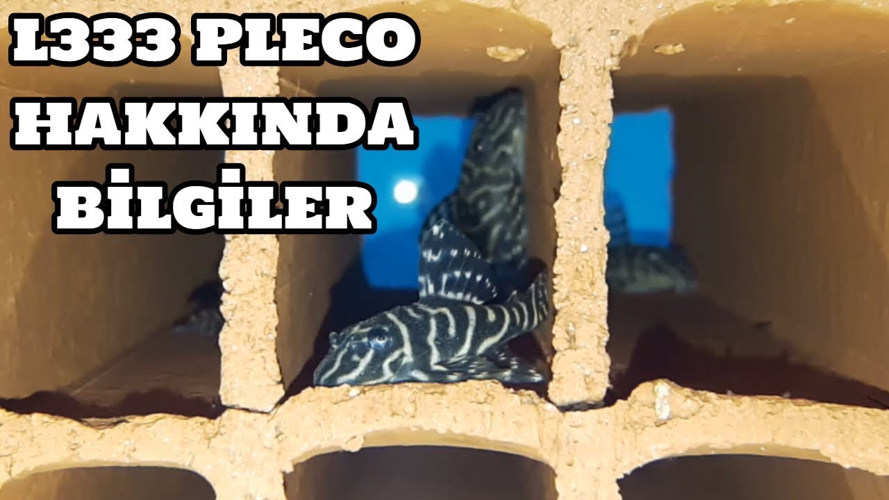 L333 Pleco Hakkında Bilgiler - YouTube